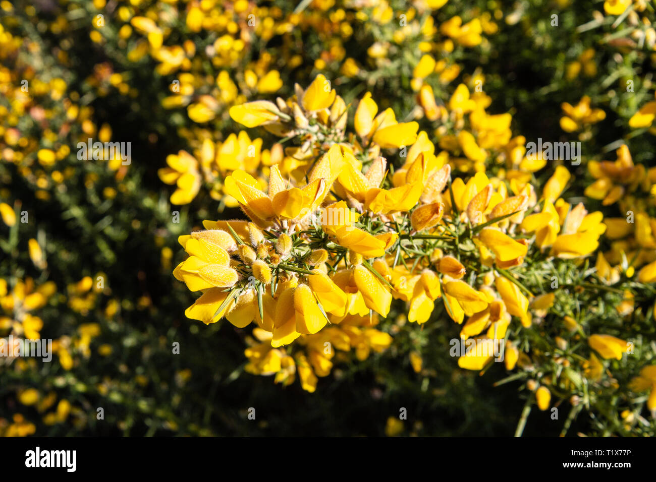 Wild yellow gorse -Fotos und -Bildmaterial in hoher Auflösung - Seite 3 ...