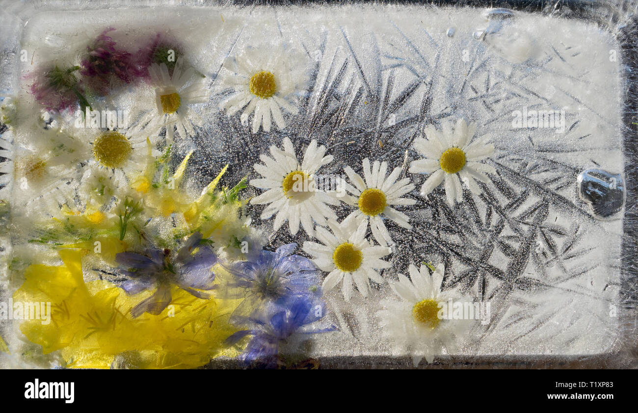 Blume im eis -Fotos und -Bildmaterial in hoher Auflösung – Alamy
