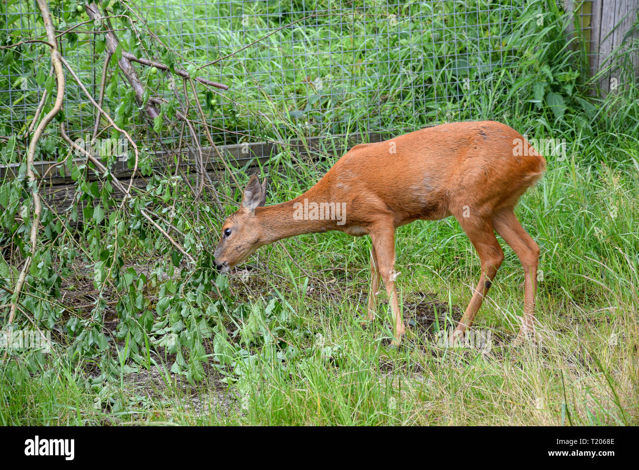 Animals with cloven hooves -Fotos und -Bildmaterial in hoher Auflösung ...