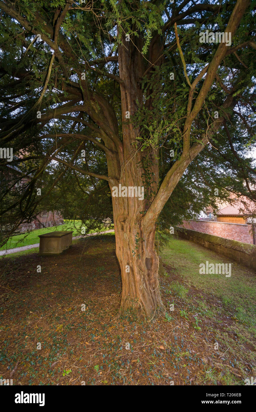 Historische eiben -Fotos und -Bildmaterial in hoher Auflösung – Alamy