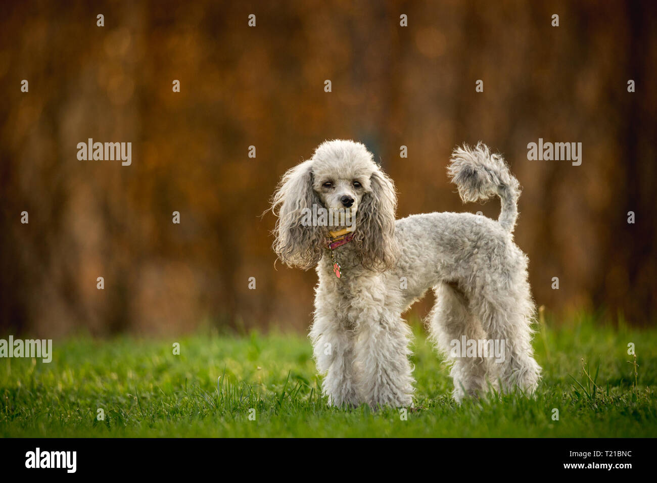 Silver Poodle Portrait Stockfotos und -bilder Kaufen - Alamy