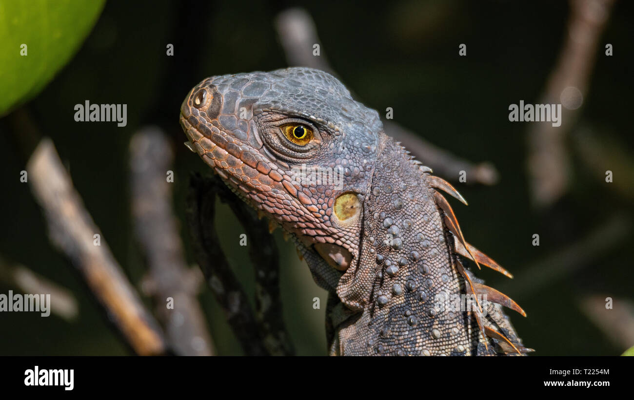 Iguana Iguanidae Stockfotos & Iguana Iguanidae Bilder - Alamy