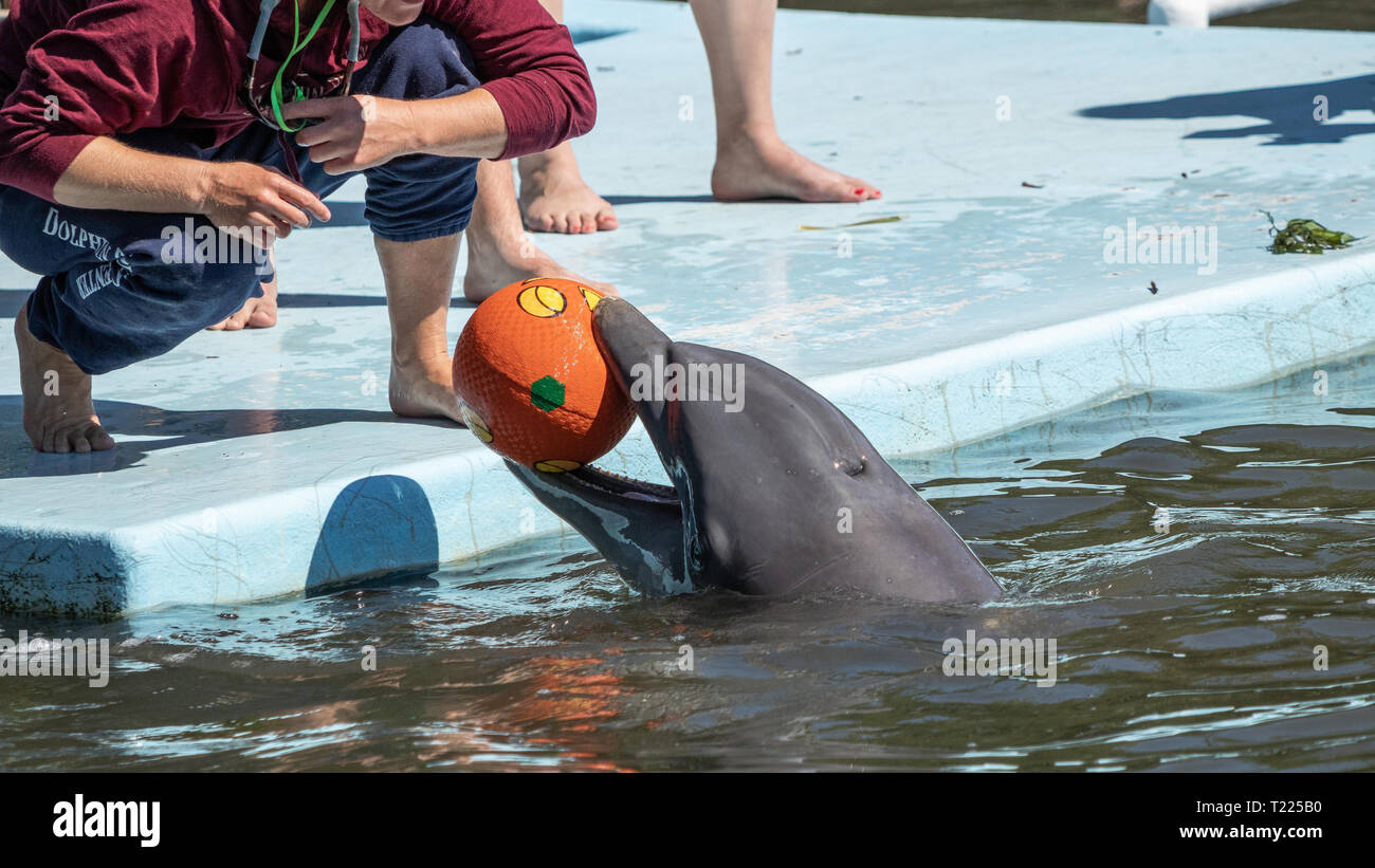 Dolphin research center -Fotos und -Bildmaterial in hoher Auflösung – Alamy