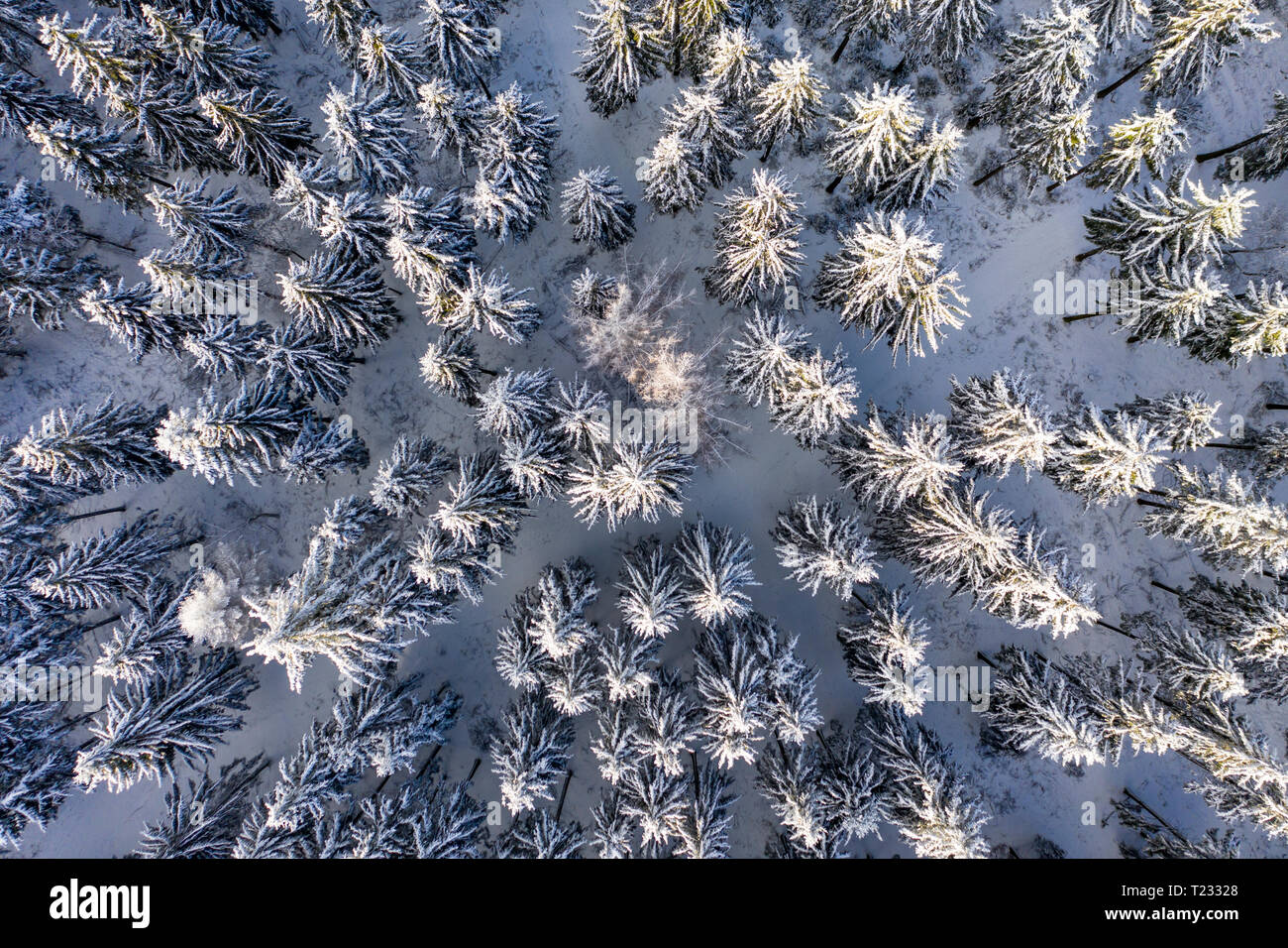 Nadelwald winter -Fotos und -Bildmaterial in hoher Auflösung – Alamy