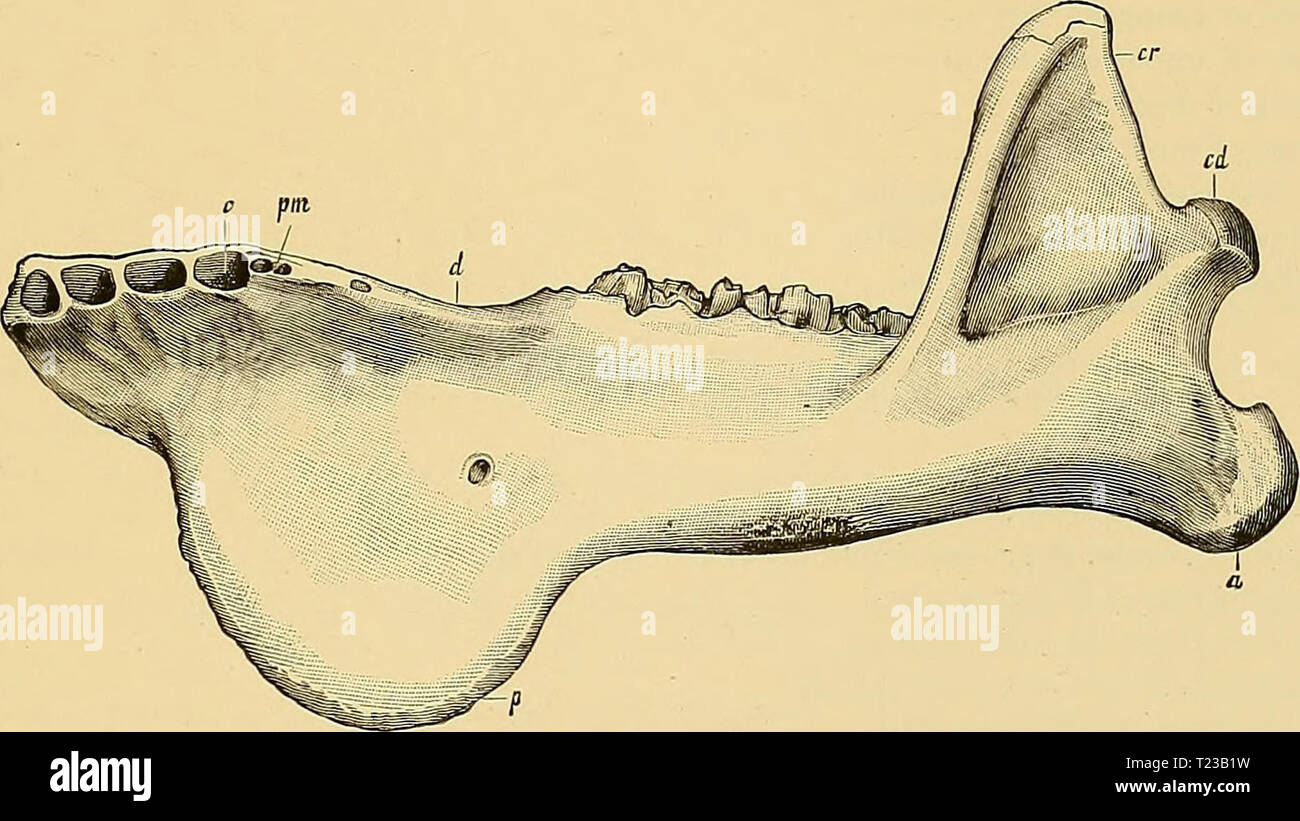 Erster prämolar -Fotos und -Bildmaterial in hoher Auflösung – Alamy