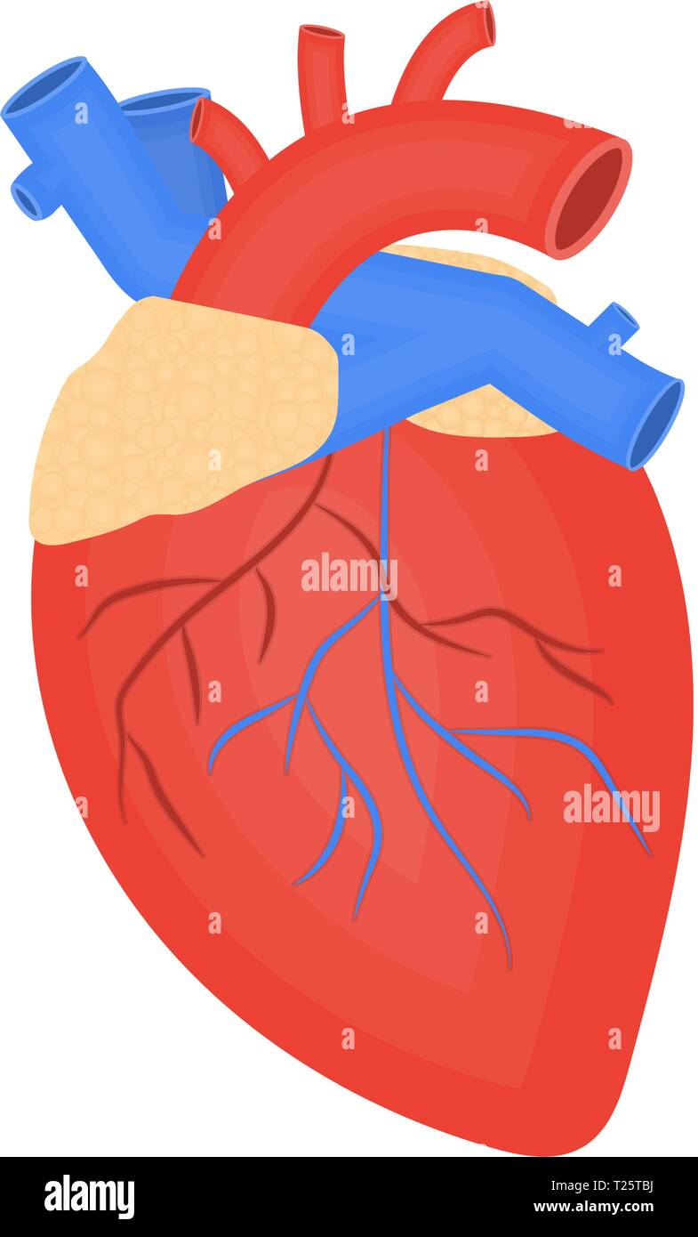 Herz Anatomie Arterien Blutkreislauf DocCheck Flexikon