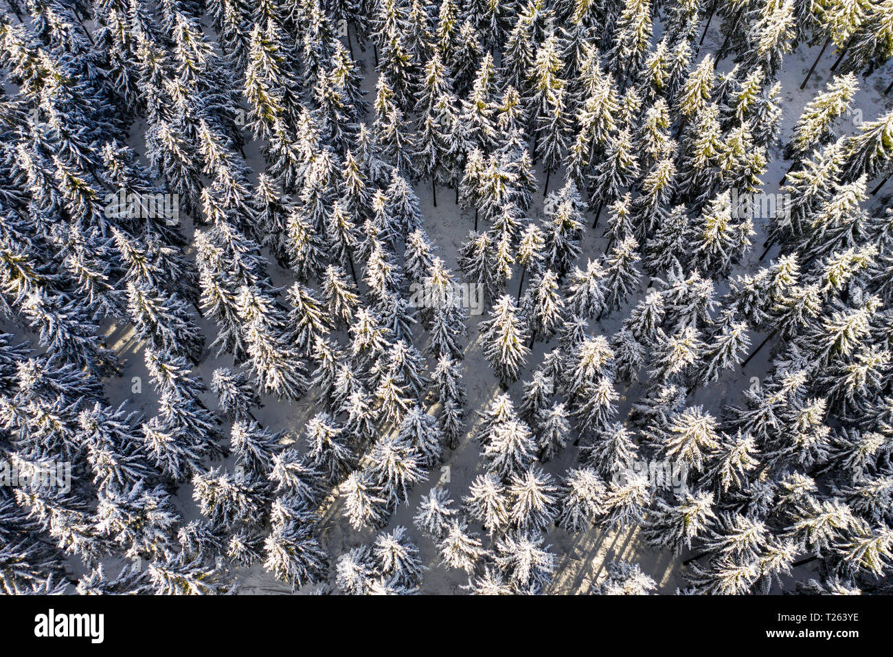 Nadelwald winter -Fotos und -Bildmaterial in hoher Auflösung – Alamy