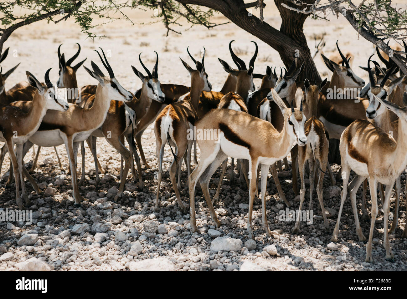 Parco degli springboks -Fotos und -Bildmaterial in hoher Auflösung – Alamy