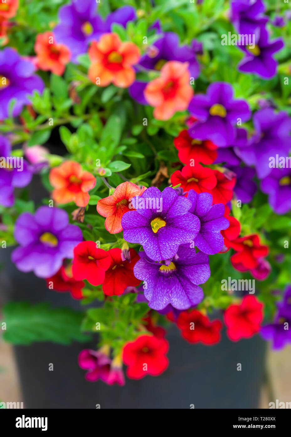 Petunia calibrachoa million bells -Fotos und -Bildmaterial in hoher Auflösung – Alamy
