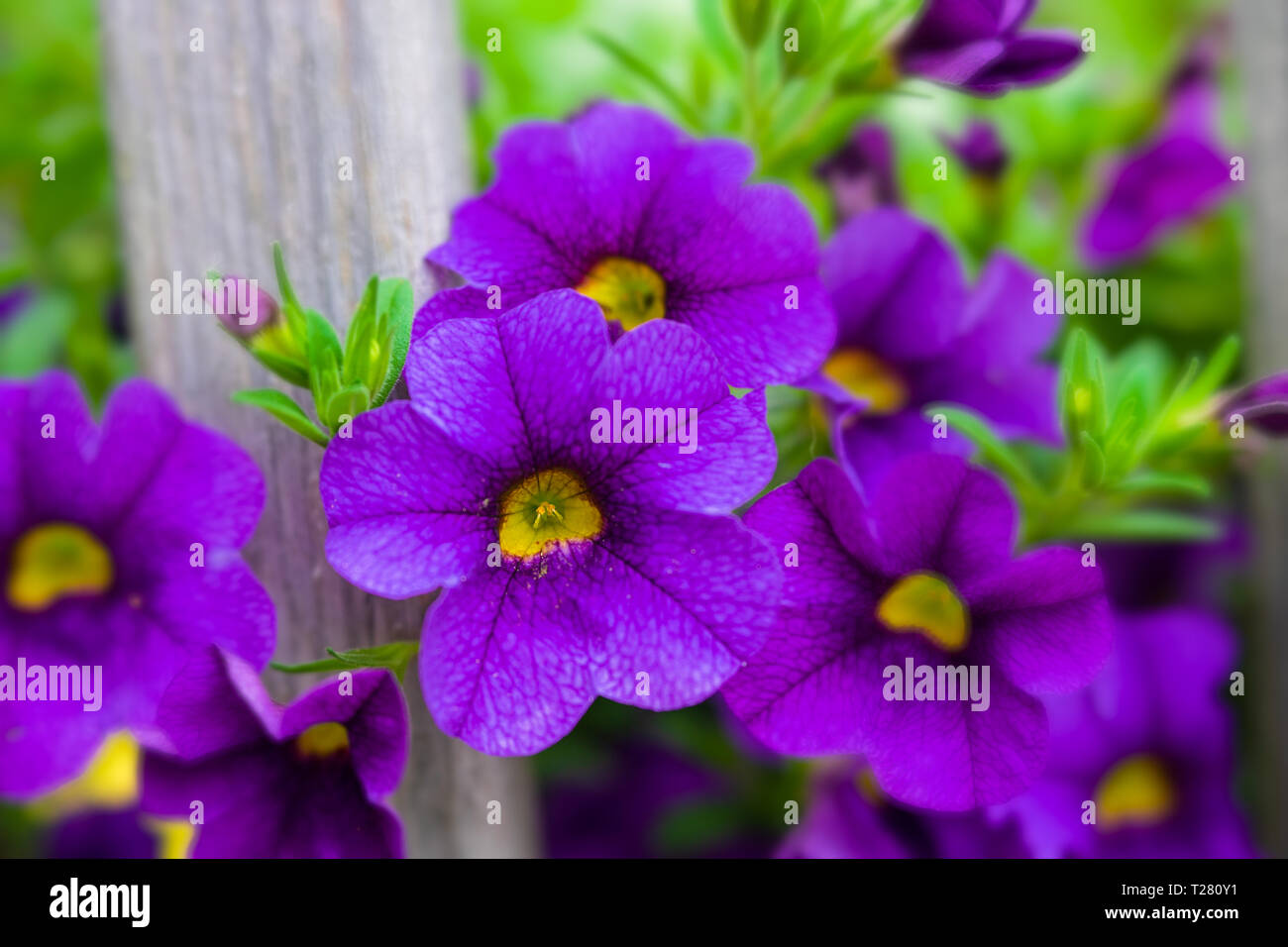Petunia calibrachoa million bells -Fotos und -Bildmaterial in hoher Auflösung – Alamy