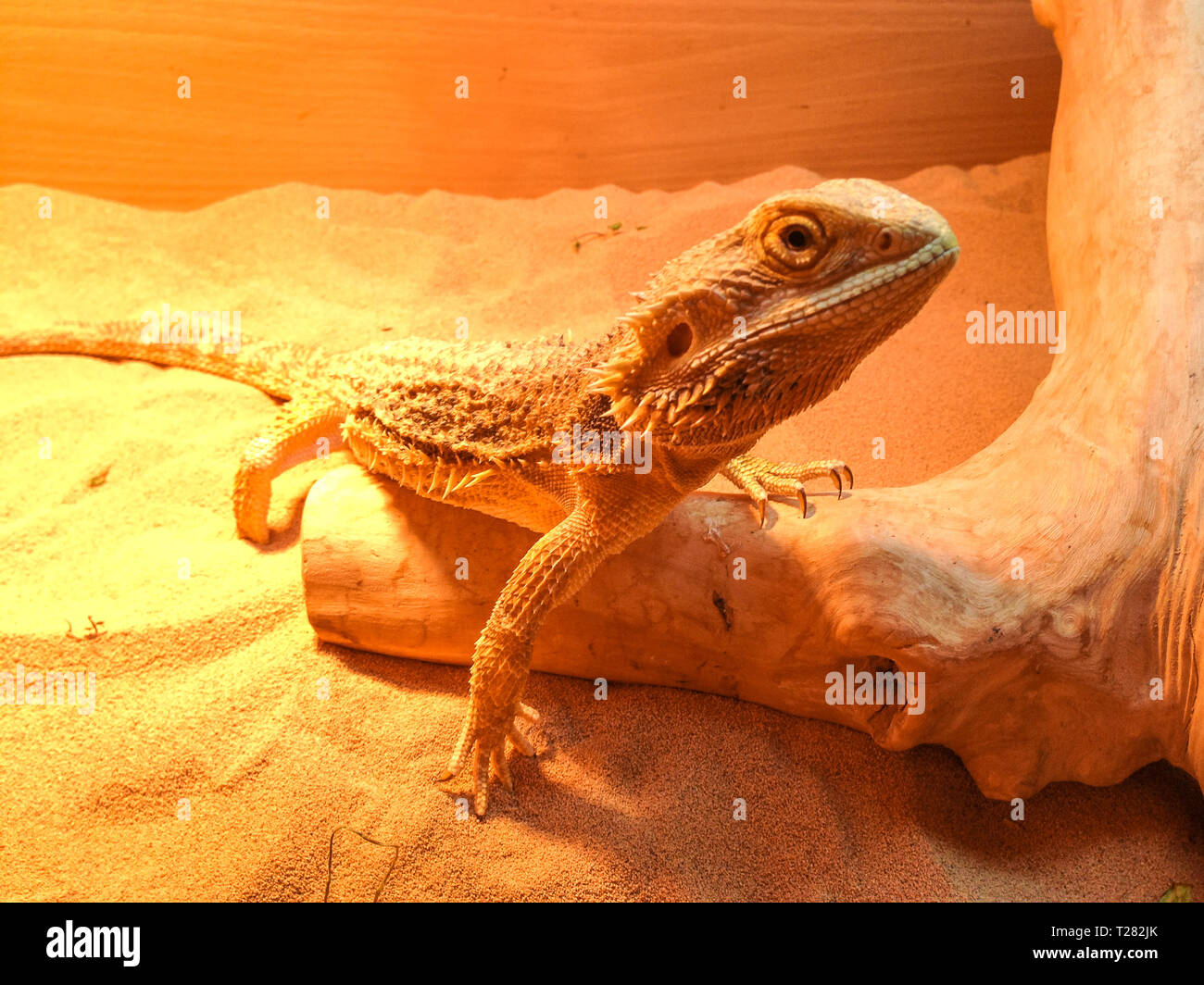 Bartagame babys -Fotos und -Bildmaterial in hoher Auflösung – Alamy