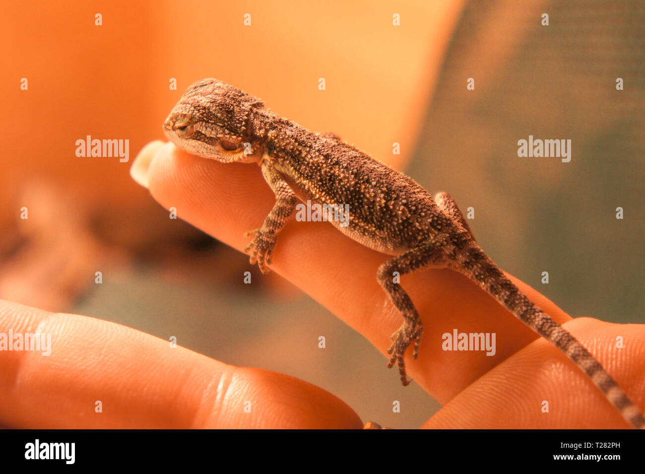 Bartagame babys -Fotos und -Bildmaterial in hoher Auflösung – Alamy