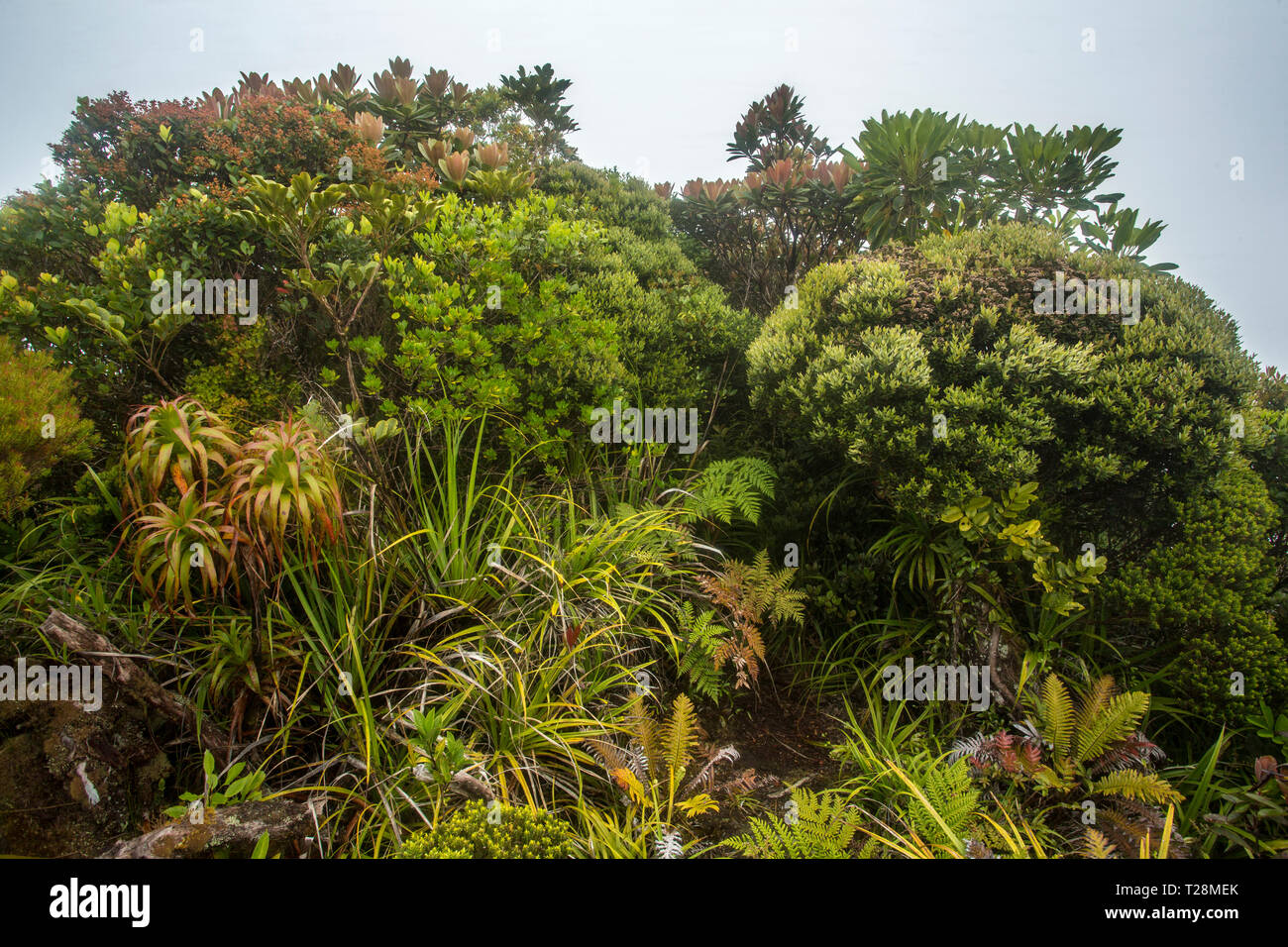 Neukaledonien endemisch -Fotos und -Bildmaterial in hoher Auflösung – Alamy