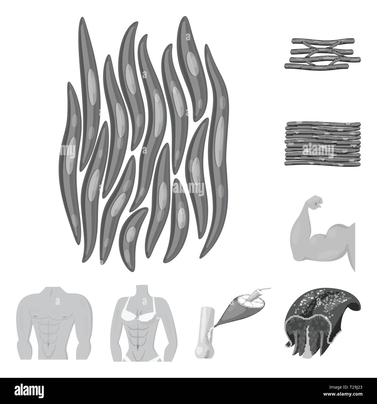 Vector Illustration des menschlichen Körper und Symbol. Sammlung von ...