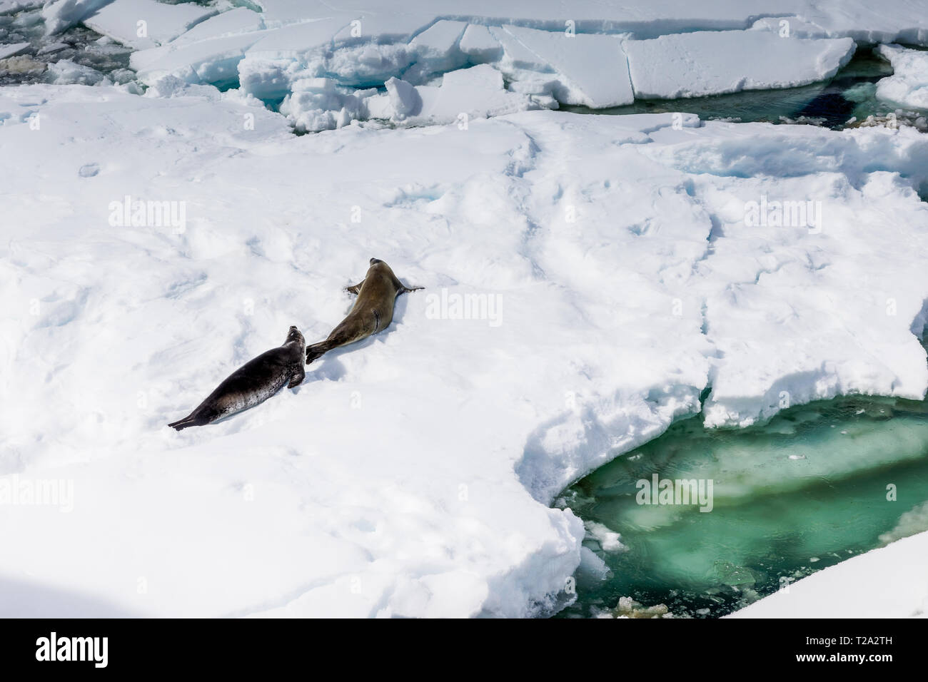 Krabbenfresser Robbe Stockfotos und -bilder Kaufen - Alamy