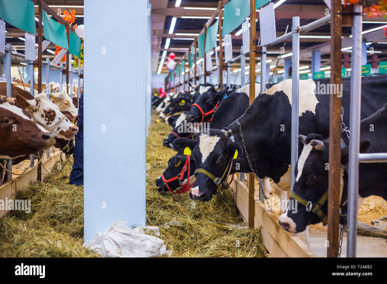 Kuh heu -Fotos und -Bildmaterial in hoher Auflösung – Alamy