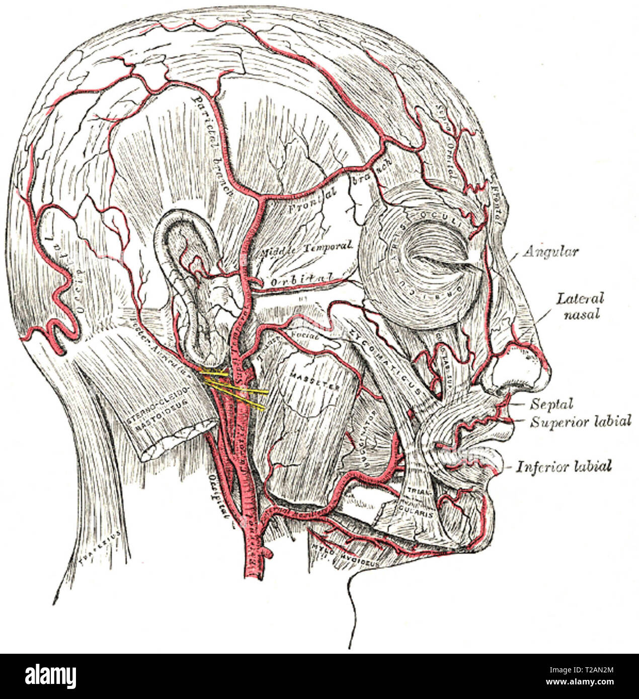 Arterien Des Gesichts Stockfotos und -bilder Kaufen - Alamy