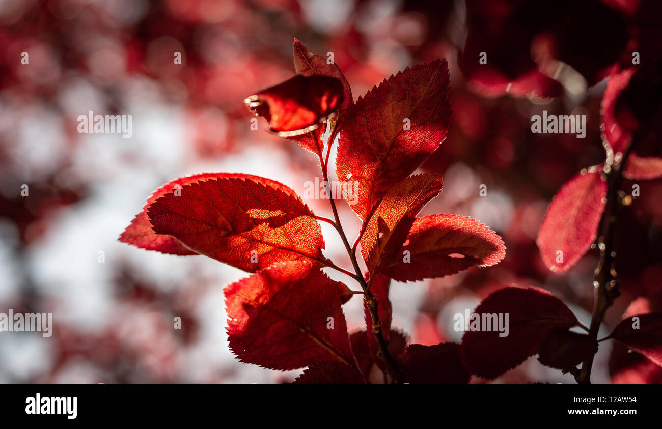 Wild cherry leaf -Fotos und -Bildmaterial in hoher Auflösung – Alamy