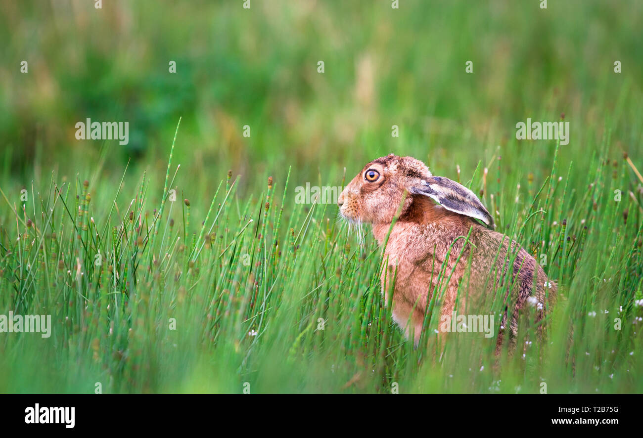 Hase sitzt auf einer wiese -Fotos und -Bildmaterial in hoher Auflösung ...
