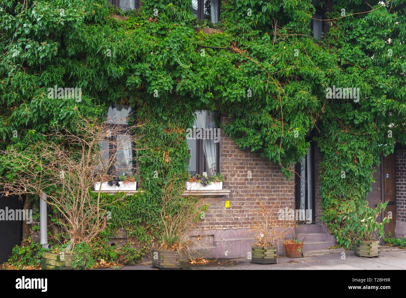 Mit efeu bewachsenes haus -Fotos und -Bildmaterial in hoher Auflösung ...