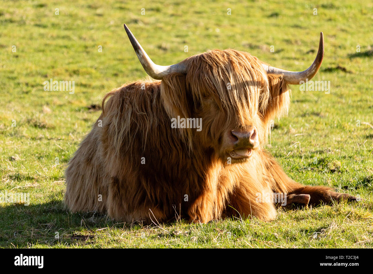 Muckle gurren -Fotos und -Bildmaterial in hoher Auflösung – Alamy