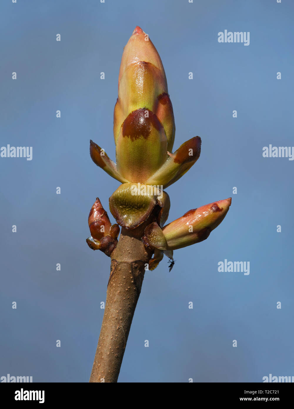 Klebrige knospe -Fotos und -Bildmaterial in hoher Auflösung – Alamy