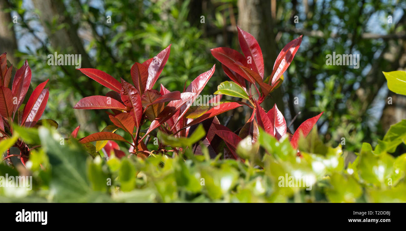 Photinia fraseri red robin -Fotos und -Bildmaterial in hoher Auflösung ...