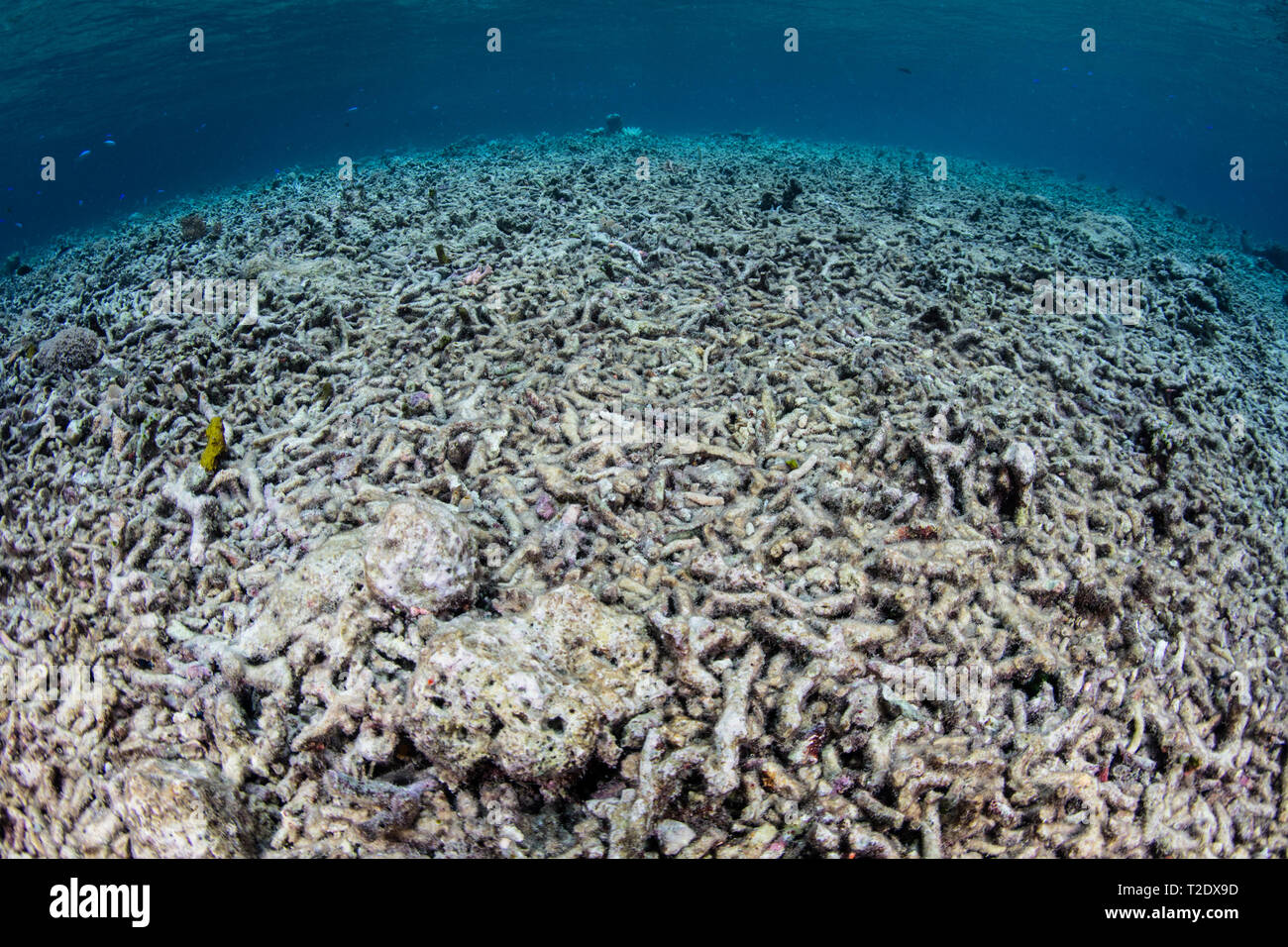 Coral reef destruction -Fotos und -Bildmaterial in hoher Auflösung – Alamy