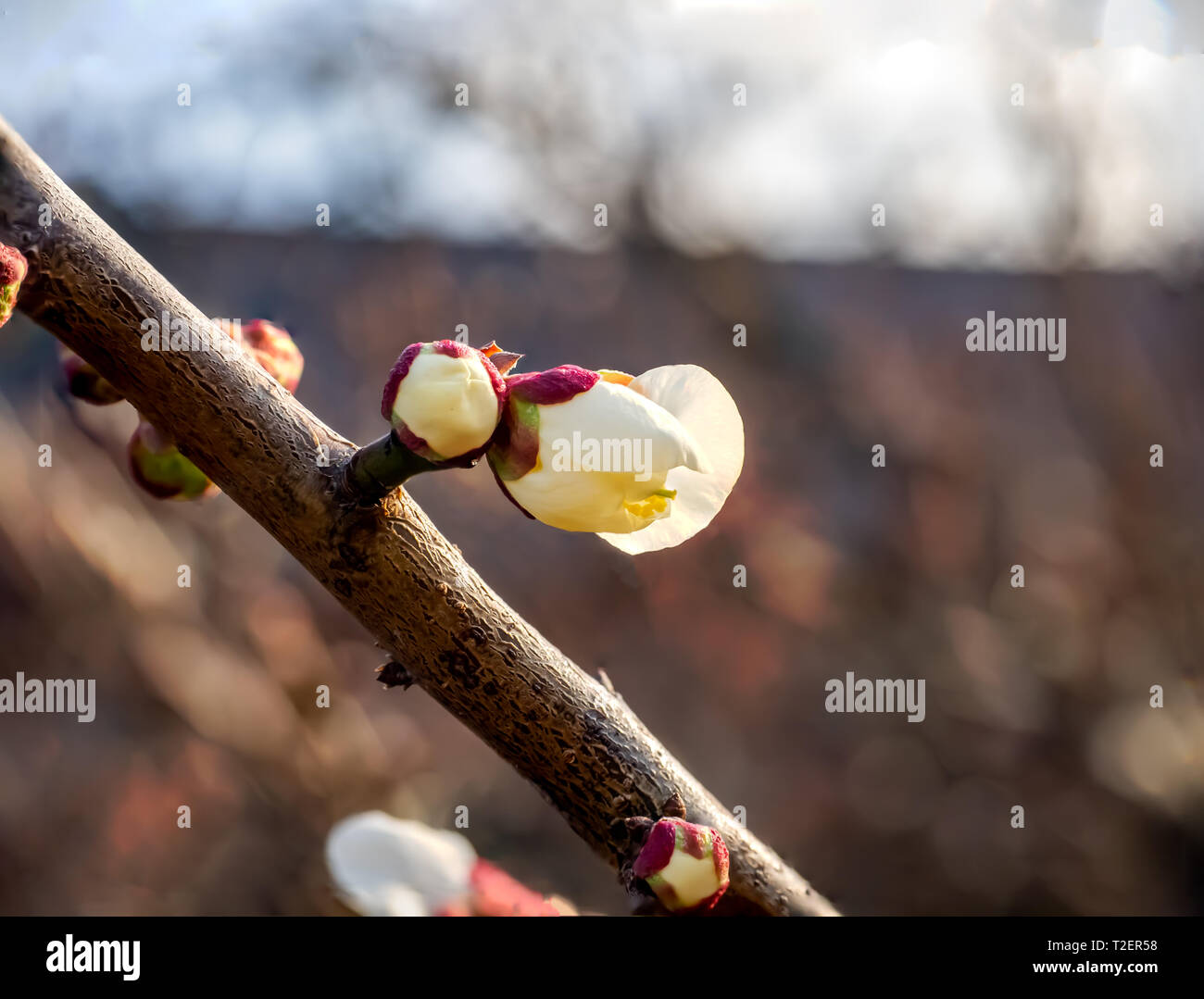 Offene blumen auf einem pflaumenbaum -Fotos und -Bildmaterial in hoher ...