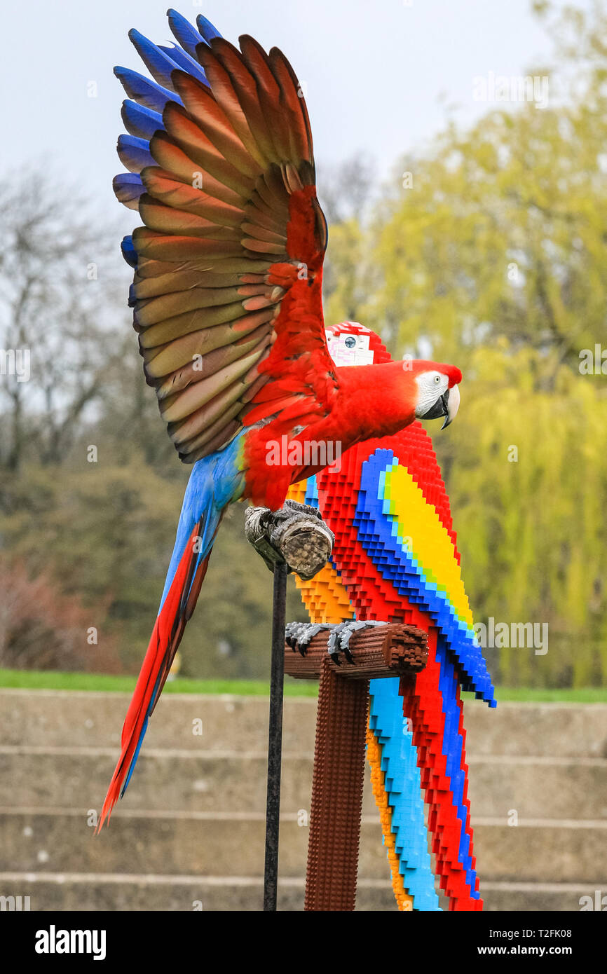 Whipsnade Zoo, Bedfordshire, Großbritannien. 2 Apr, 2019. Inca der ...