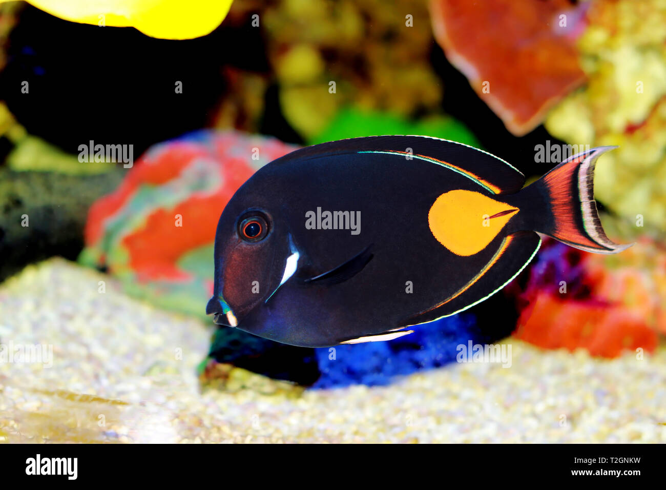 Achilles Doktorfische Tang-(Acanthurus achilles Stockfotografie - Alamy