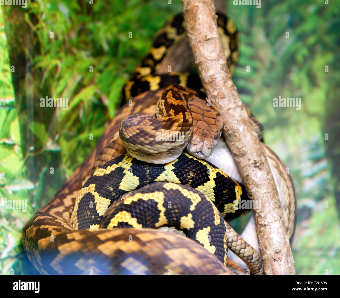 Morelia autobahn -Fotos und -Bildmaterial in hoher Auflösung – Alamy