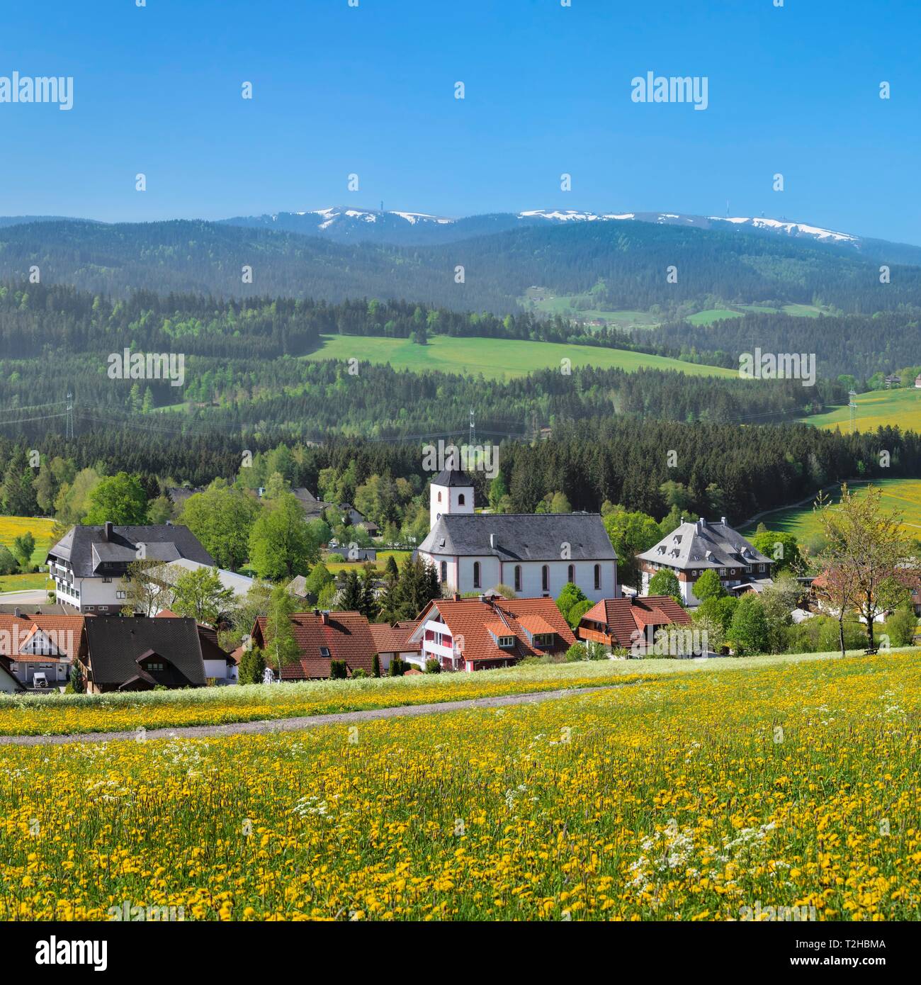 Blühende Löwenzahn Wiesen mit Blick von Breitnau, Feldberg, Schwarzwald ...