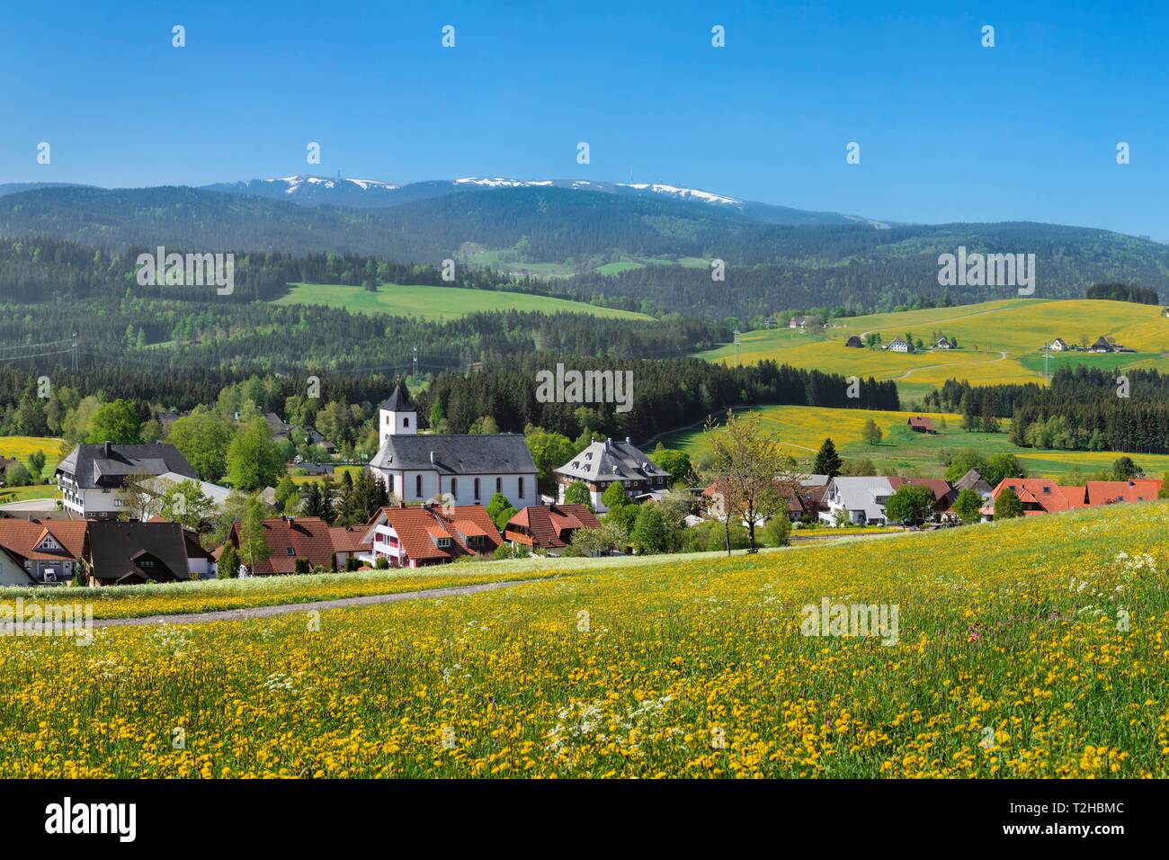 Blühende Löwenzahn Wiesen mit Blick von Breitnau, Feldberg, Schwarzwald ...
