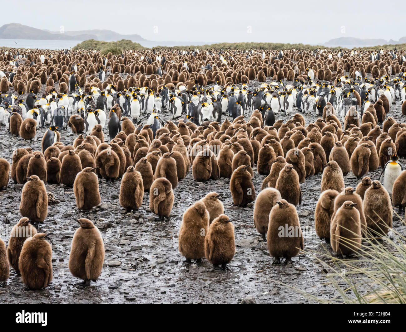 Oakum Königspinguin jungen Küken, Aptenodytes patagonicus, unter ...