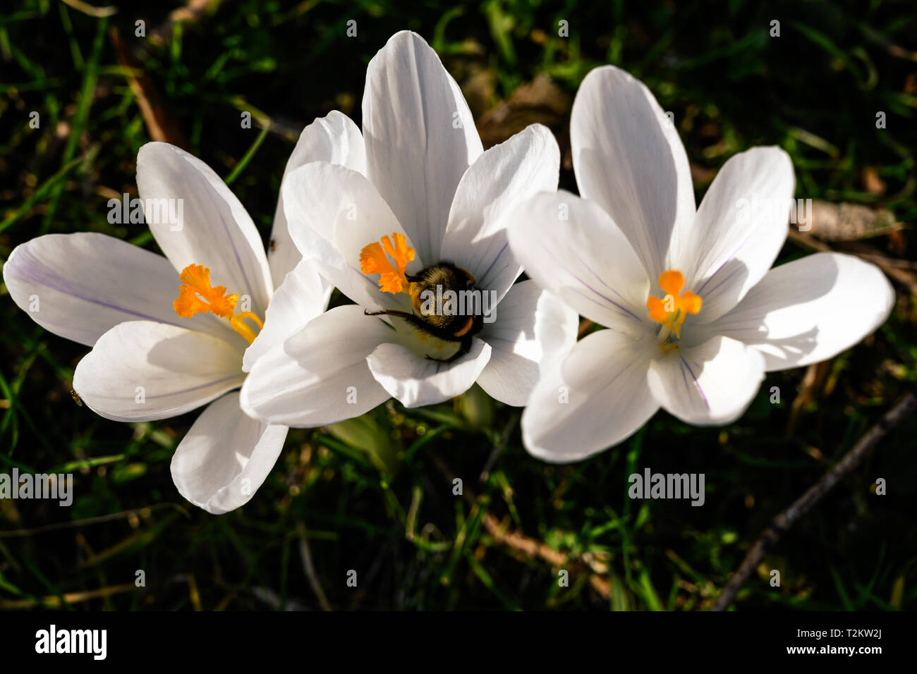 Werk druk -Fotos und -Bildmaterial in hoher Auflösung – Alamy