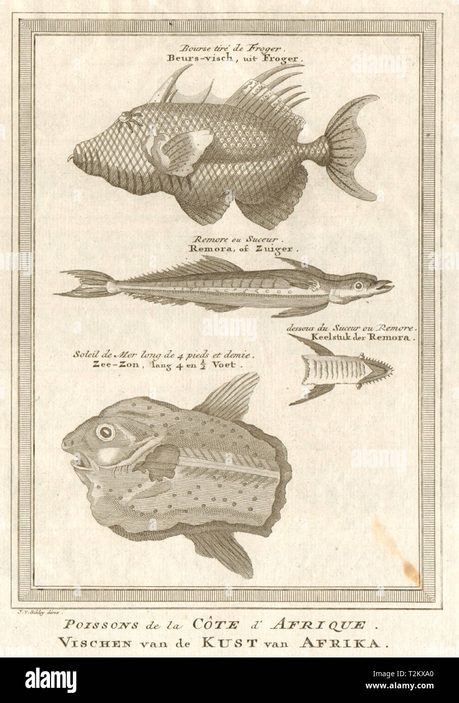 West African Fish. Filefish. Schiffshalter oder suckerfish. Mondfische ...