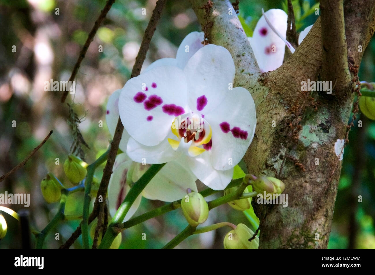 Orchideen des offenen waldes -Fotos und -Bildmaterial in hoher ...
