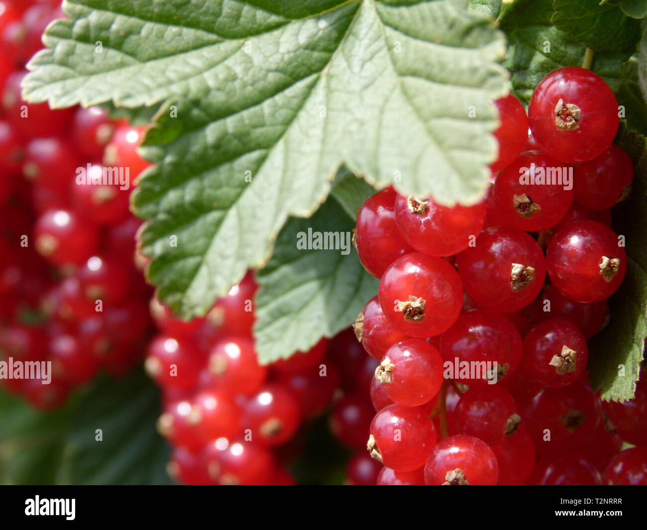 Johannisbeeren in der reifen phase -Fotos und -Bildmaterial in hoher ...