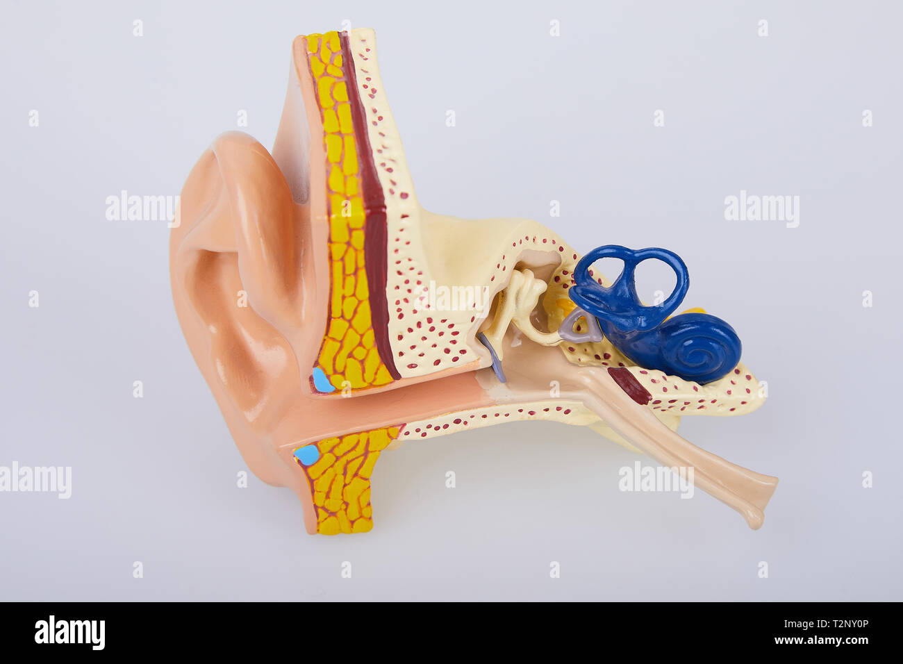 Hno anatomie -Fotos und -Bildmaterial in hoher Auflösung - Seite 3 - Alamy
