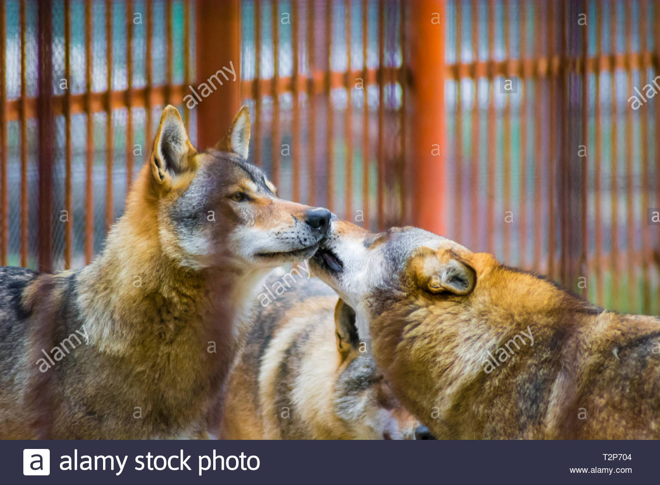 Pack Of Wolves Stockfotos und -bilder Kaufen - Alamy