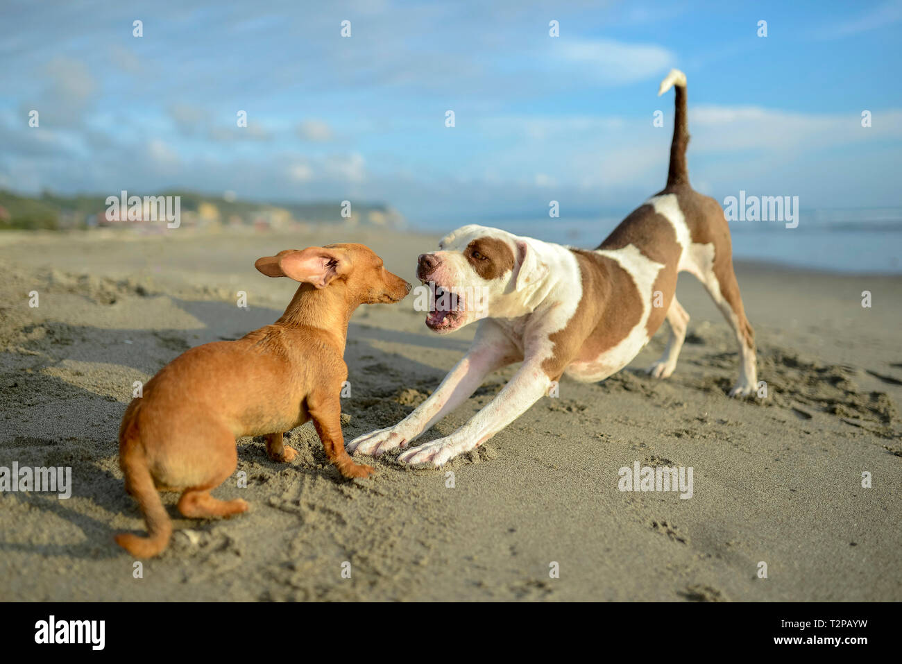 Bellender hund am strand -Fotos und -Bildmaterial in hoher Auflösung ...