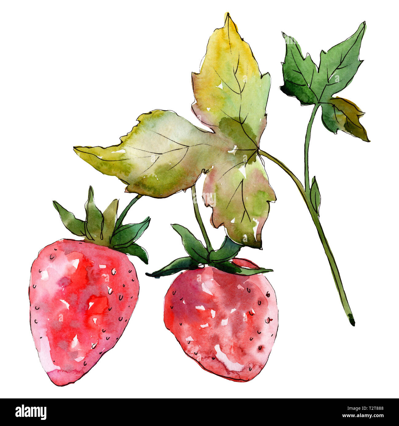 Erdbeere gesund essen in ein Aquarell Stil isoliert. Aquarell ...