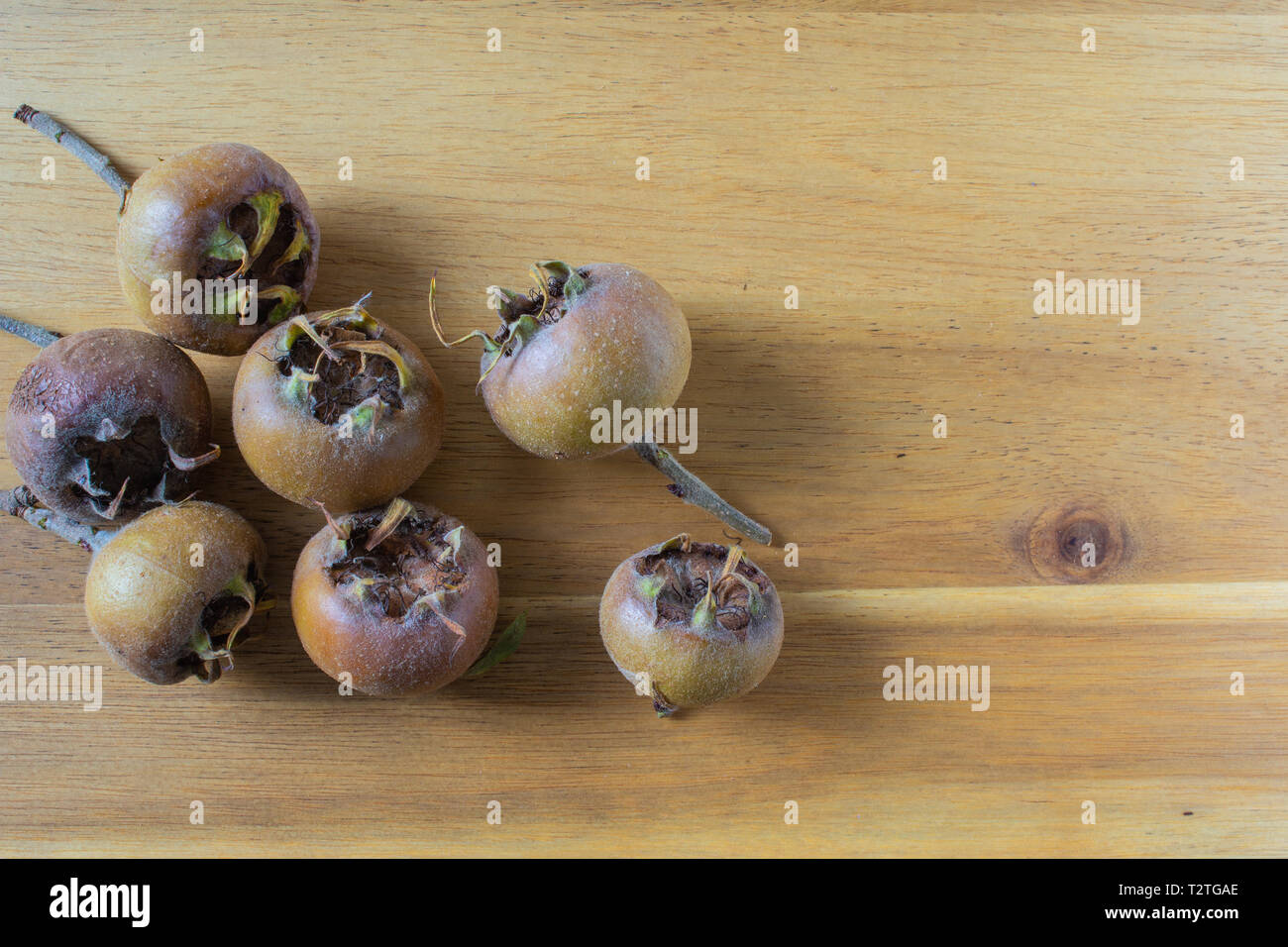 Germanische mispel -Fotos und -Bildmaterial in hoher Auflösung – Alamy