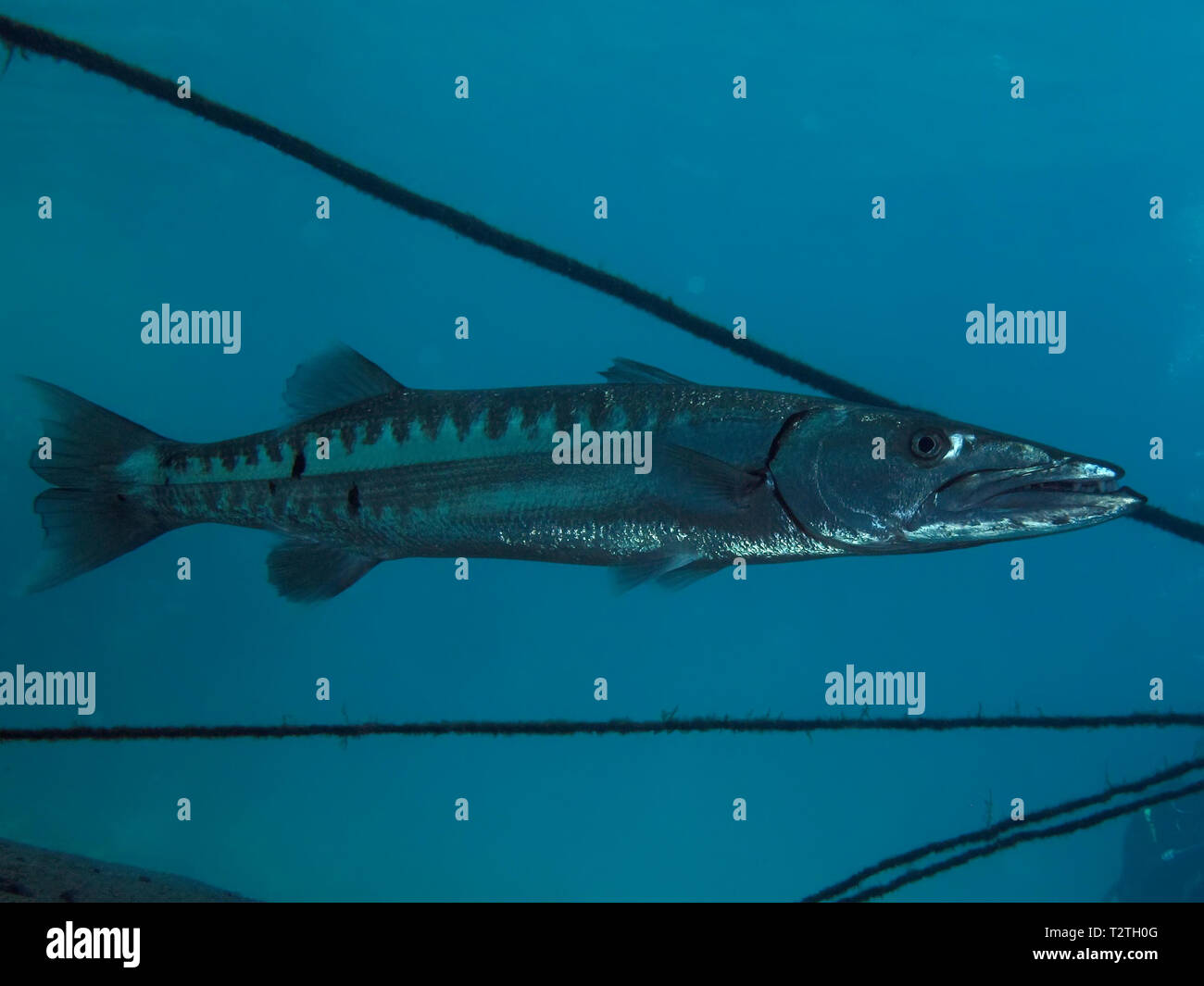 Riesiger barrakuda barracuda -Fotos und -Bildmaterial in hoher ...