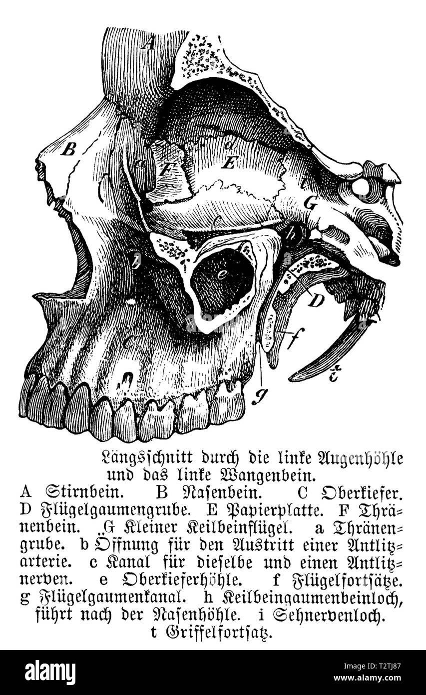 Gebiss anatomie Schwarzweiß-Stockfotos und -bilder - Alamy