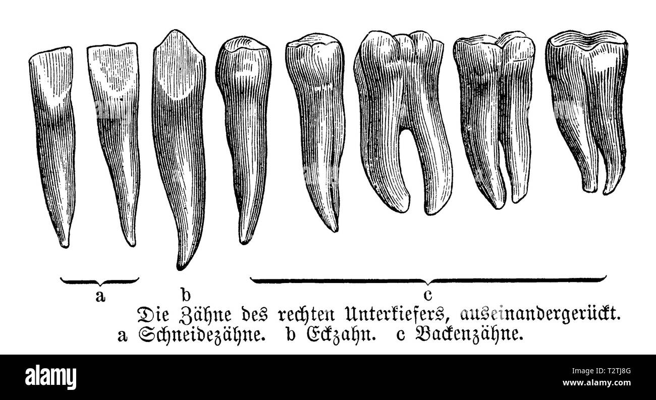 Gebiss anatomie Schwarzweiß-Stockfotos und -bilder - Alamy