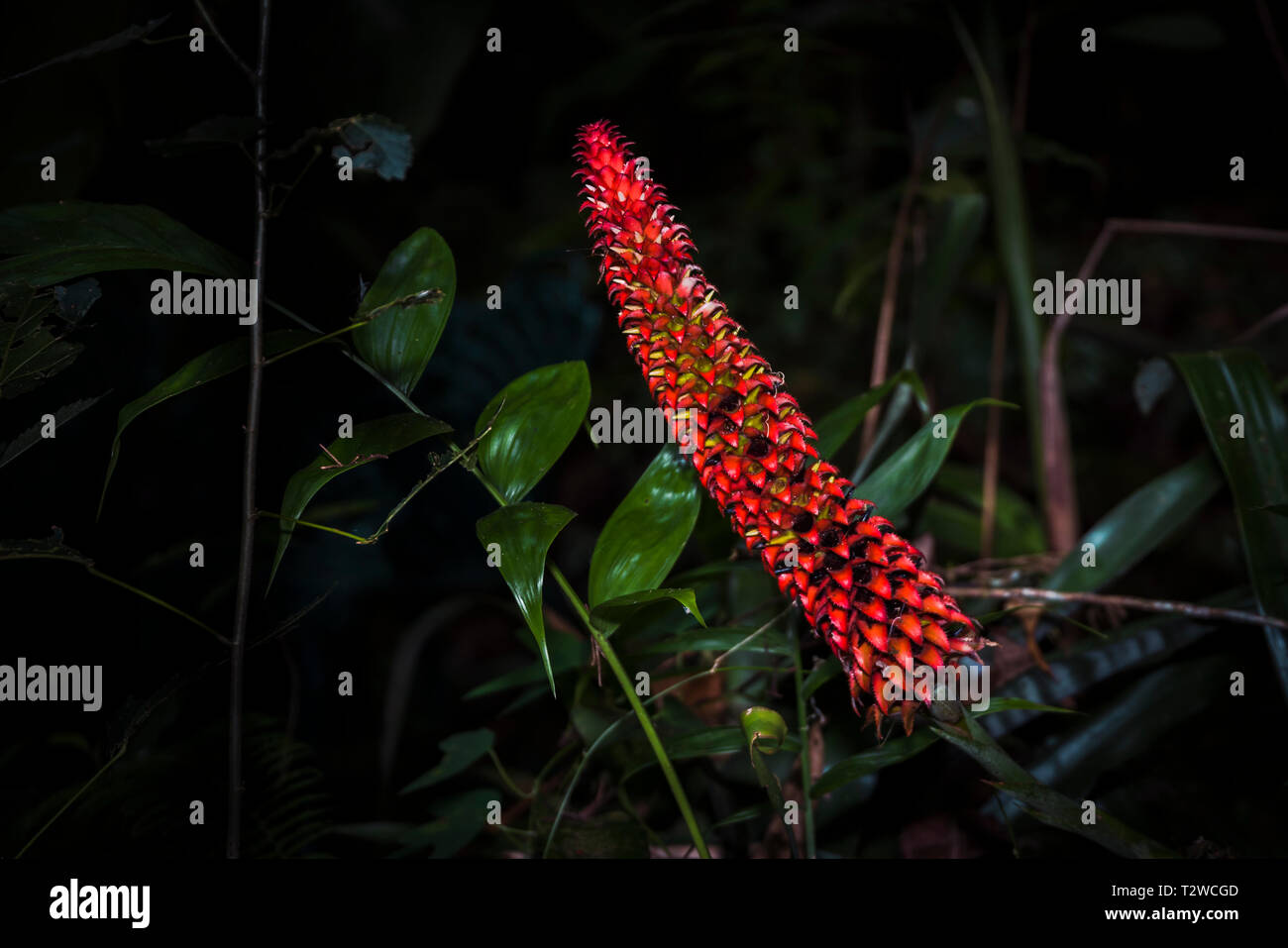 Exotische tropische blumen -Fotos und -Bildmaterial in hoher Auflösung ...