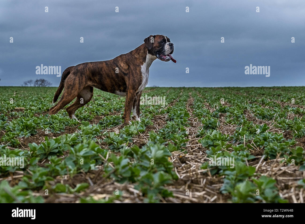 Porträts von hunden -Fotos und -Bildmaterial in hoher Auflösung – Alamy