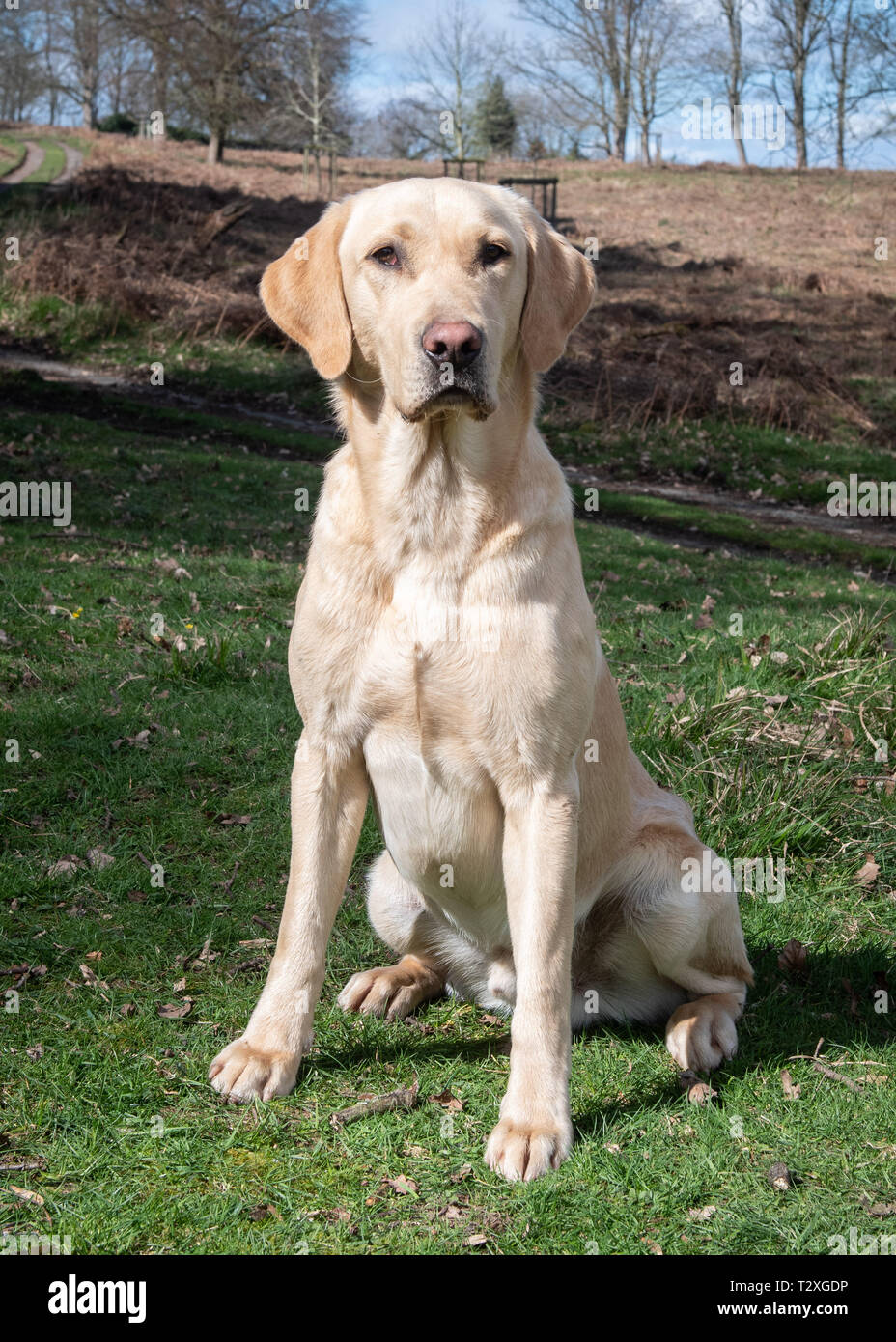 Labrador Jagdhund Arbeiten Stockfotos und -bilder Kaufen - Alamy